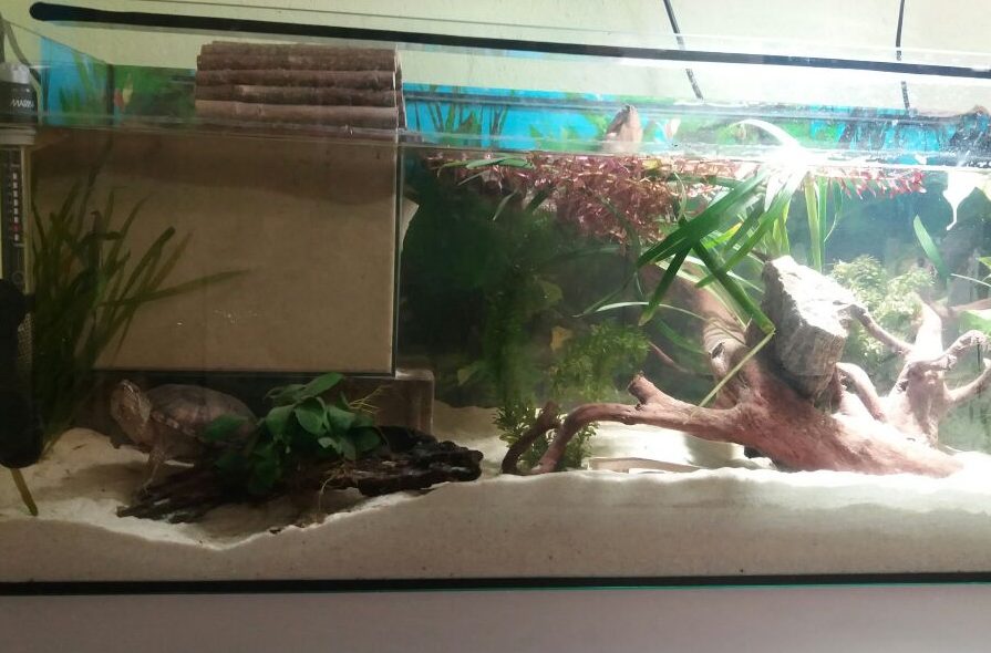 Sam | Tierheim Cappel Marburg