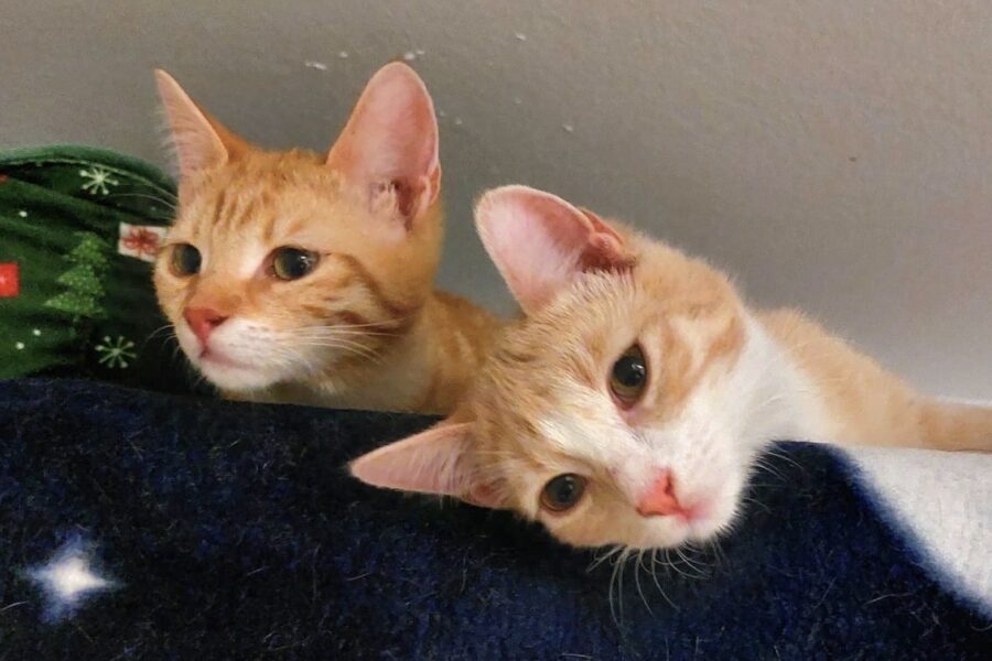 Cersei, Jaime & Tyrion | Tierheim Cappel Marburg