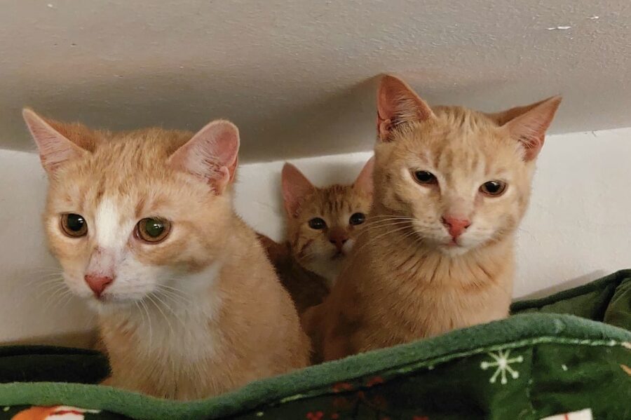 Cersei, Jaime & Tyrion | Tierheim Cappel Marburg