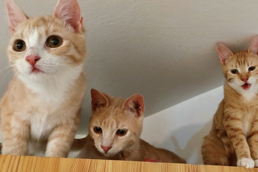 Cersei, Jaime & Tyrion | Tierheim Cappel Marburg