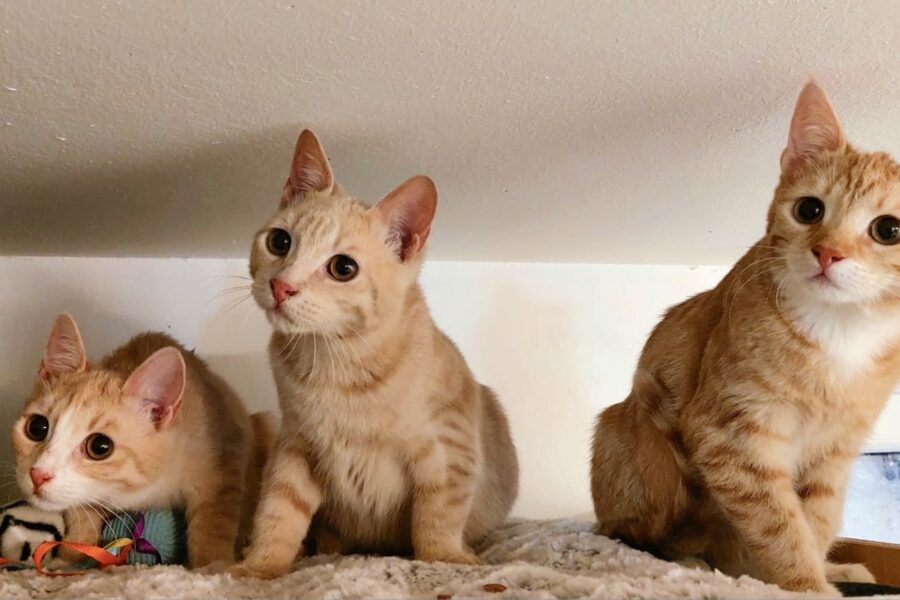 Cersei, Jaime & Tyrion | Tierheim Cappel Marburg